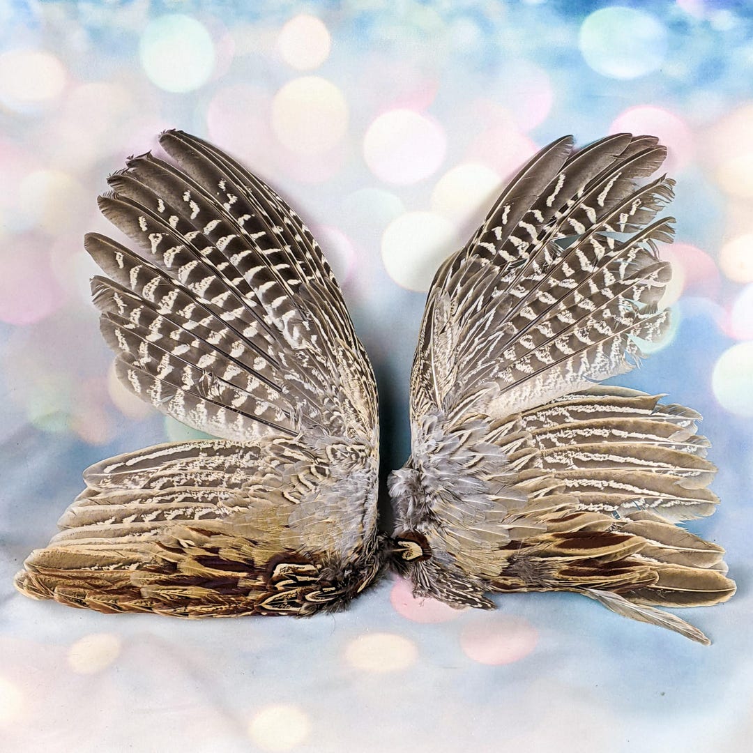 2 Ringneck Pheasant Wings Taxidermy Oddities Curiosities Craft Bird ...
