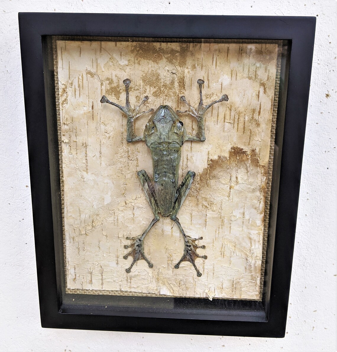M47c Taxidermy Large Rare F Silver Tree Frog Framed Display - Etsy