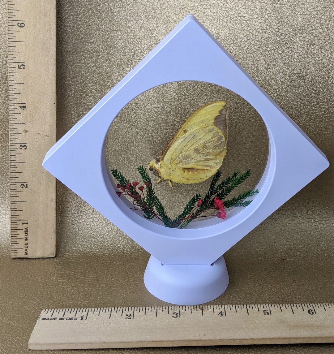 S28c Imperial Moth Floating Frame Display Collectible Specimen ...