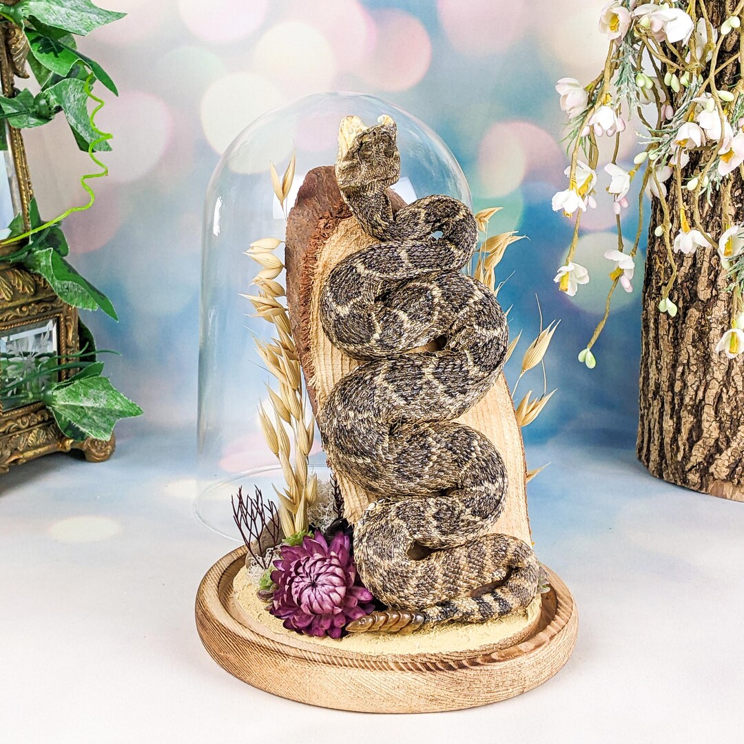 Rattlesnake Glass Dome Display Snake Taxidermy Oddities Curiosities ...