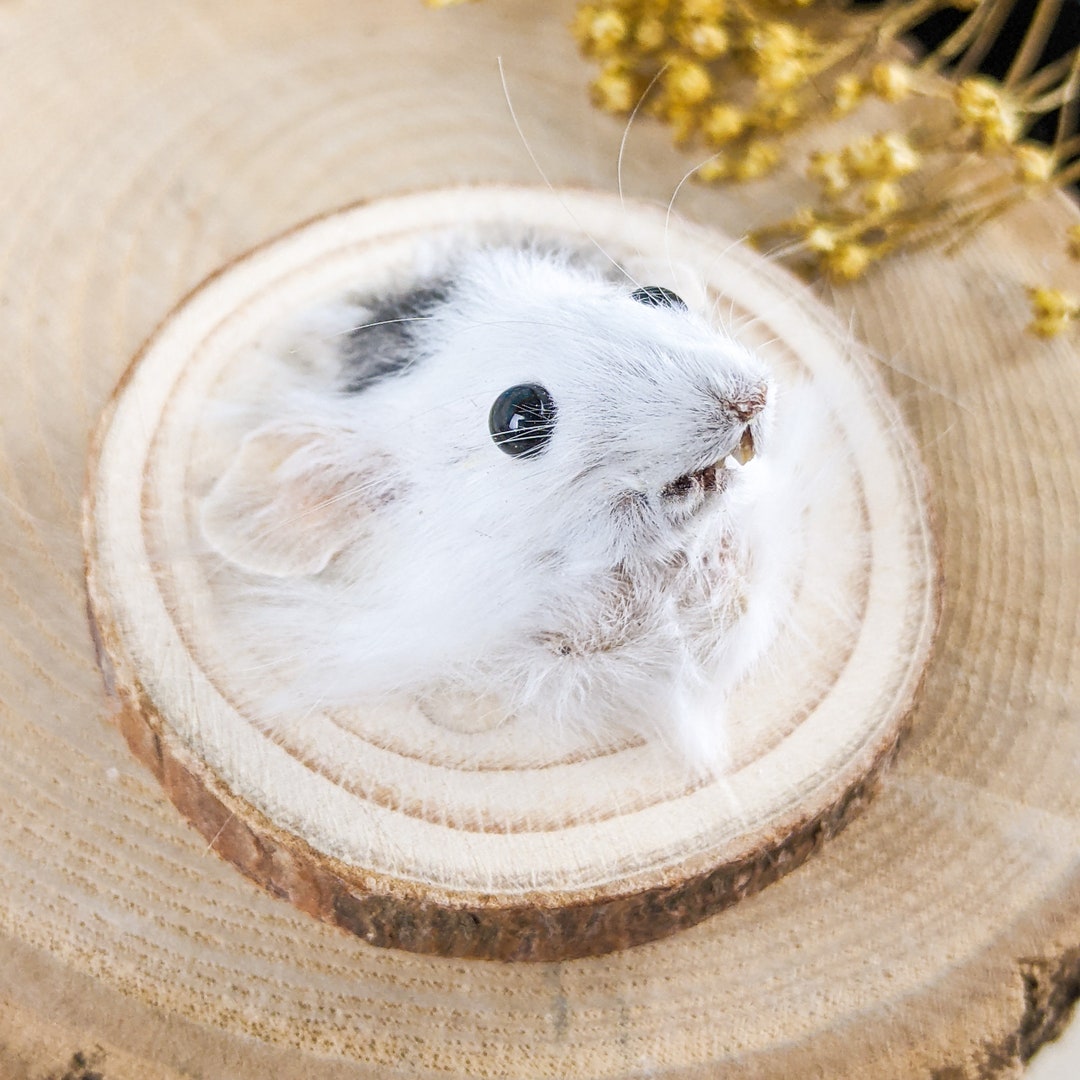 Mouse Head Mount Fridge Magnet Taxidermy Real Display Curiosities ...