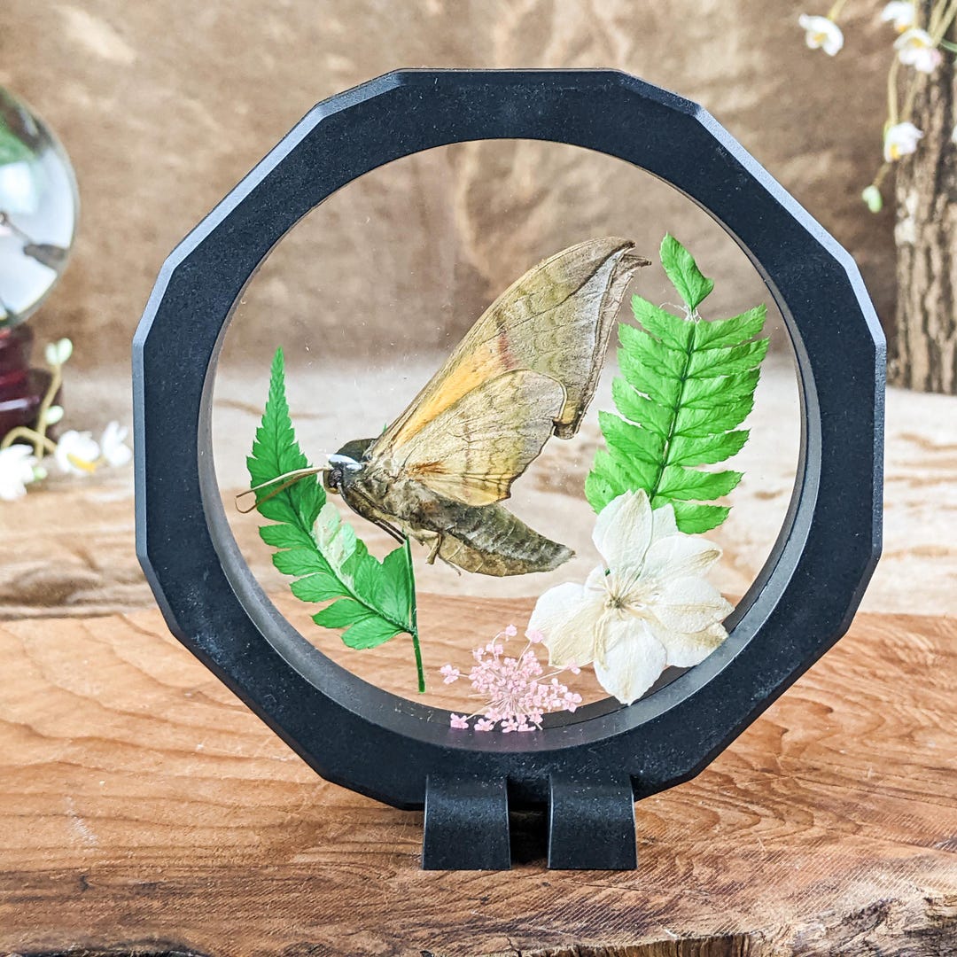 Sphinx Moth Xylophanes Anubus Floating Frame Entomology Taxidermy ...