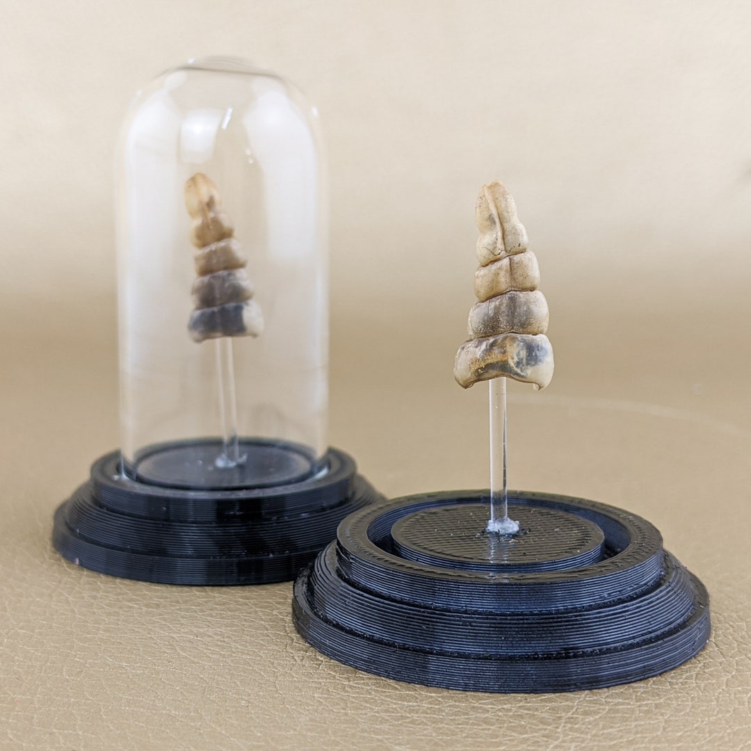 W138 Rattlesnake Tail 4/5 Button Rattles Glass Dome Taxidermy Oddities ...