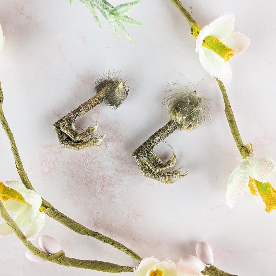 Society Finch Feet Pair Taxidermy Crafts Repairs Bird Foot Claw ...