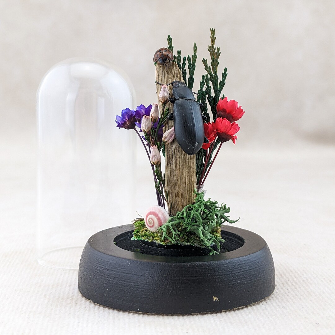 Stag Beetle Glass Dome Display Entomology Oddities Curiosities ...