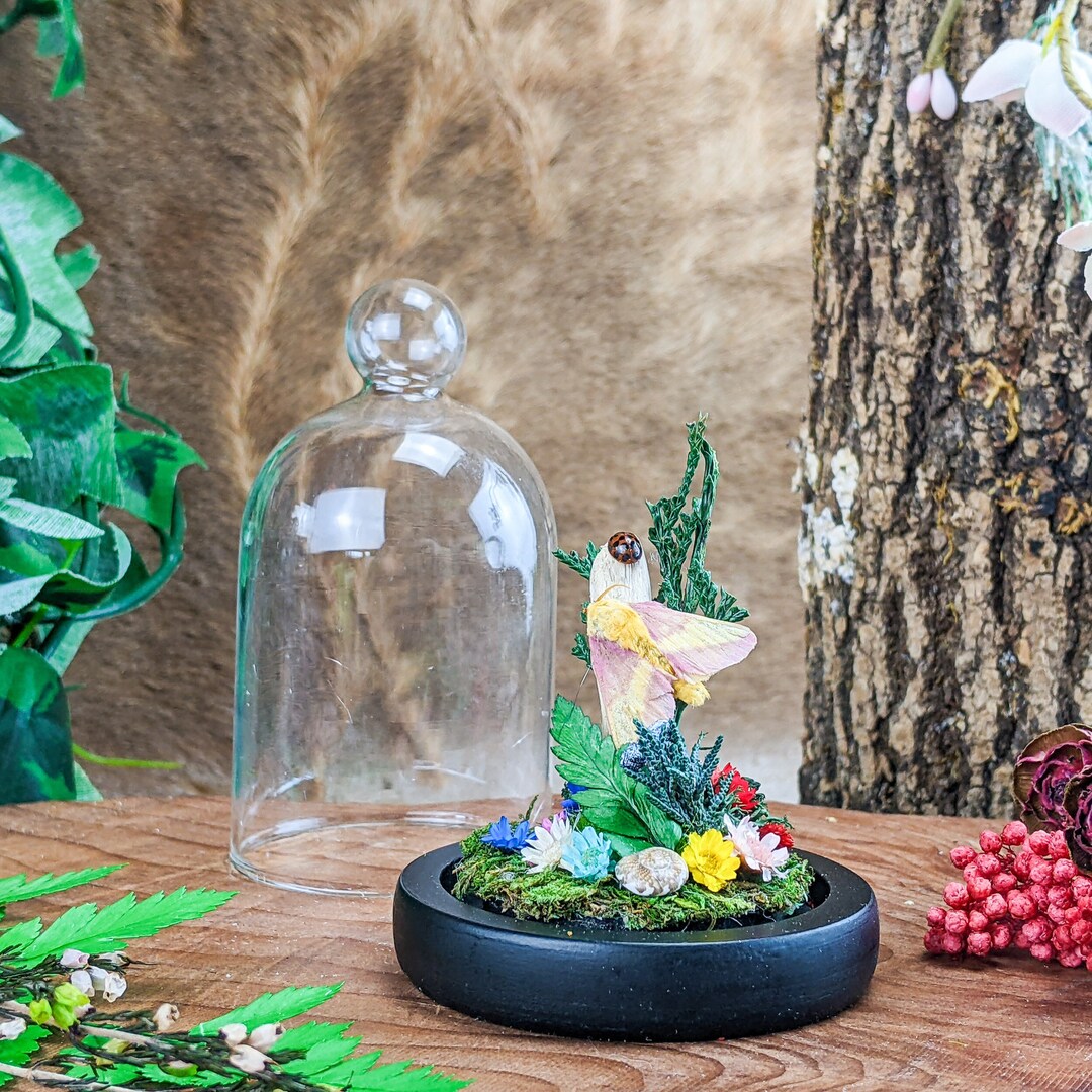 Damaged Rosy Maple Moth Glass Dome Display Entomology Taxidermy ...