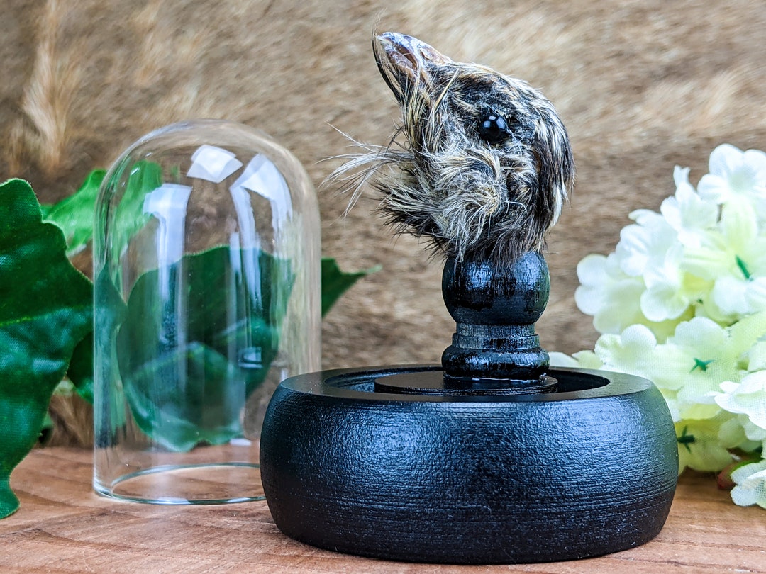 Creepy Quail Head Mount Preserved Taxidermy Oddities Curiosities Dome ...