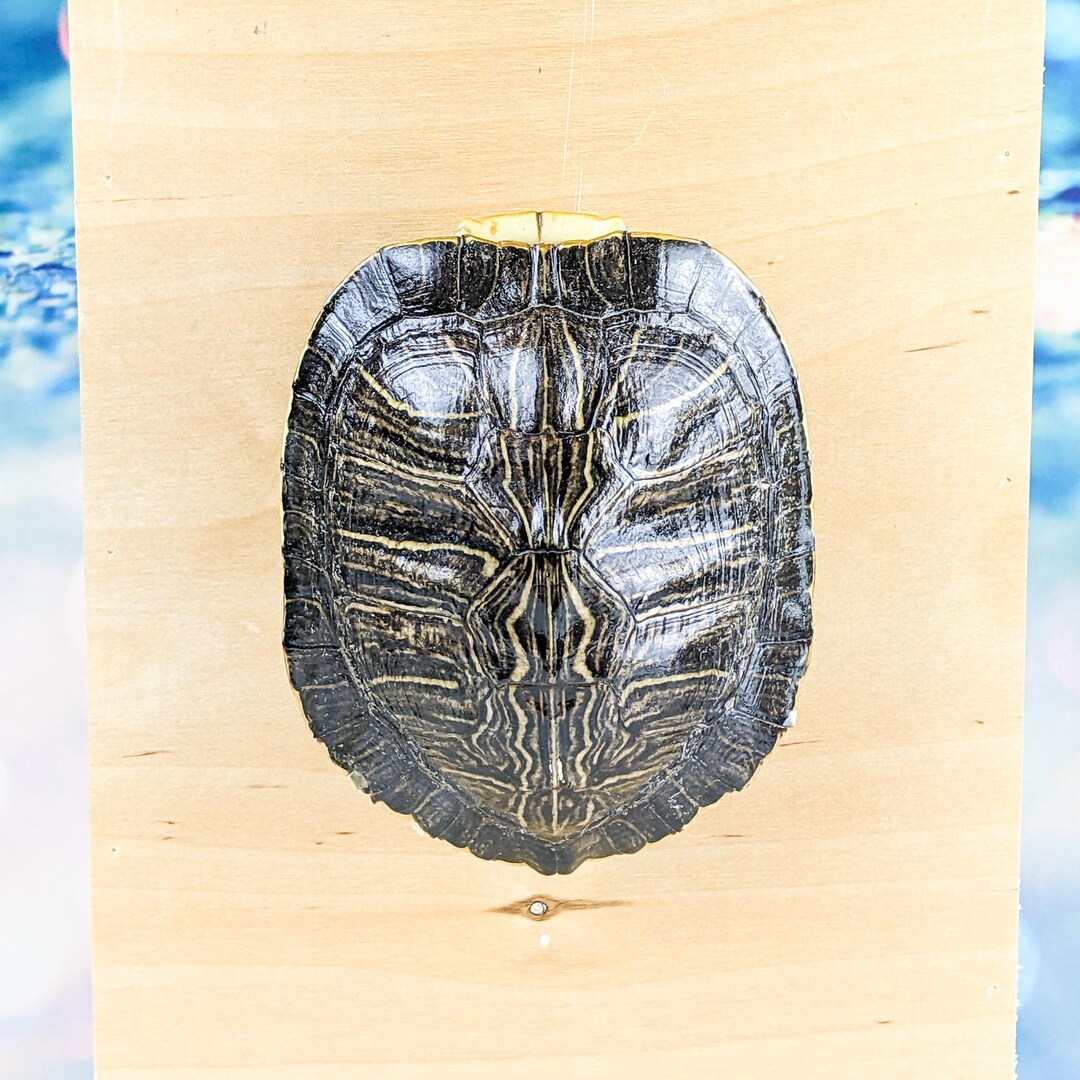 Turtle Shell 5 3/4" Taxidermy Oddity Curiosity Craft Specimen DIY Craft ...