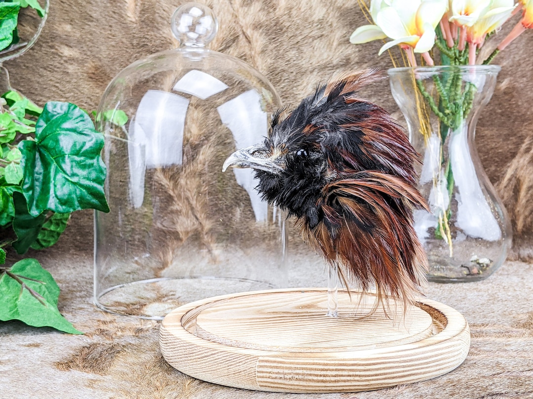 Fancy Chicken Head Mount Taxidermy Oddities Curiosities Display Glass ...