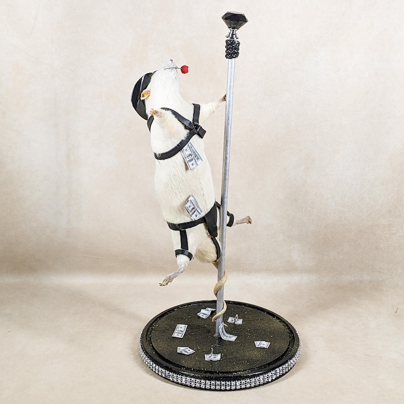 Stripper Rat Pole Burlesque Male Taxidermy Oddities Curiosities ...
