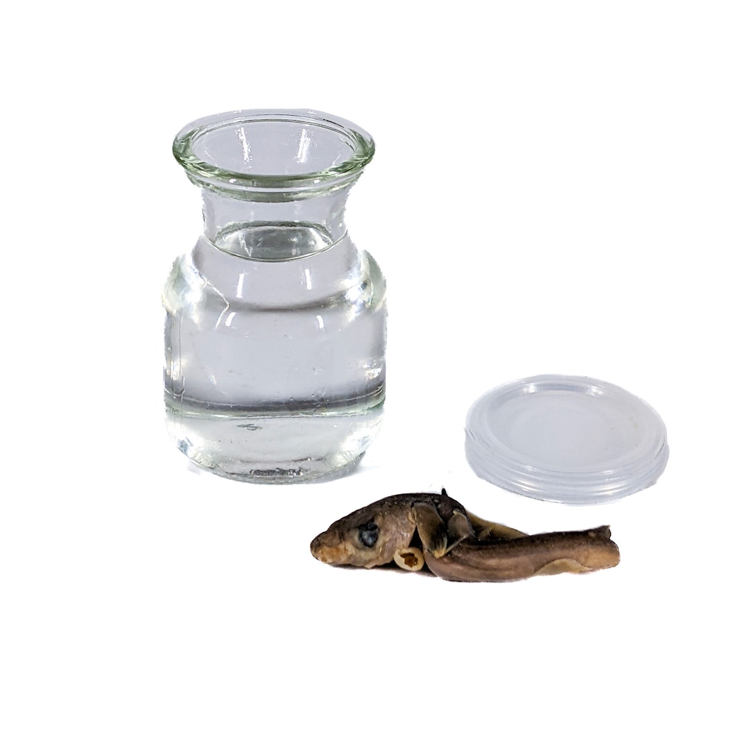 Shark Pup 3 Dogfish Shark Pup in Jar Wet Specimen Oddities Curiosities ...