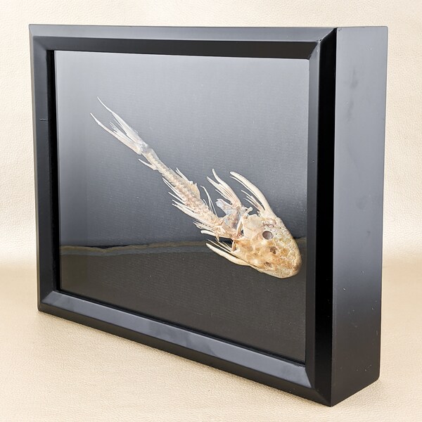 Fish Skeleton - Etsy
