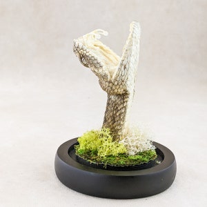 V32c Rattlesnake Snake Head & Tail Taxidermy Oddities Curiosities Glass ...