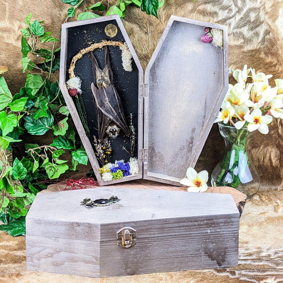 Bat Coffin Collectible Display Taxidermy Oddities Curiosities Goth ...