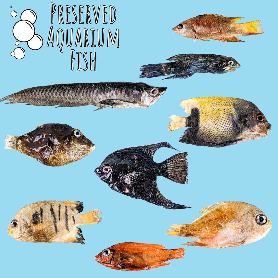 Preserved Aquarium Fish, Various Fish, Crafts Props Decor, Oddity ...