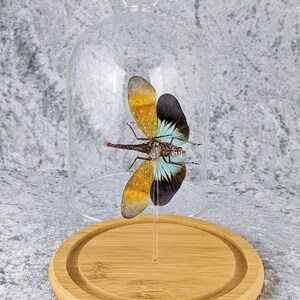 T4 Taxidermy Entomology Pyrops Lanternfly Planthopper Glass Dome ...