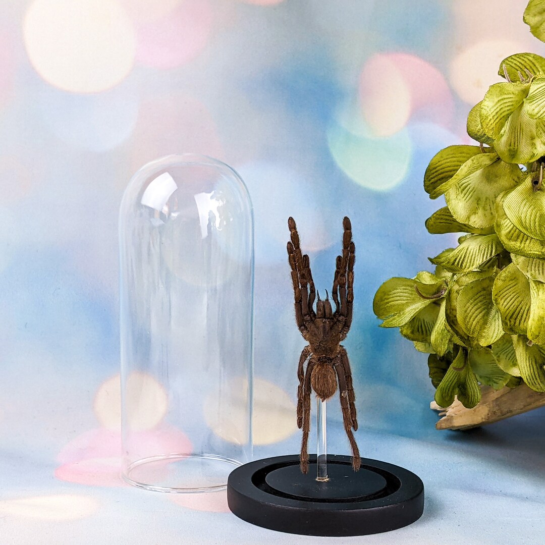 V1c Tarantula Spider Glass Dome Display Specimen Arachnid Taxidermy ...