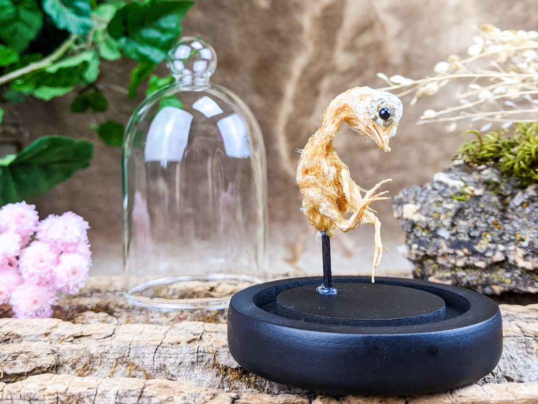 Y57c Fetal Chick Chicken Glass Dome Display Preserved Taxidermy ...