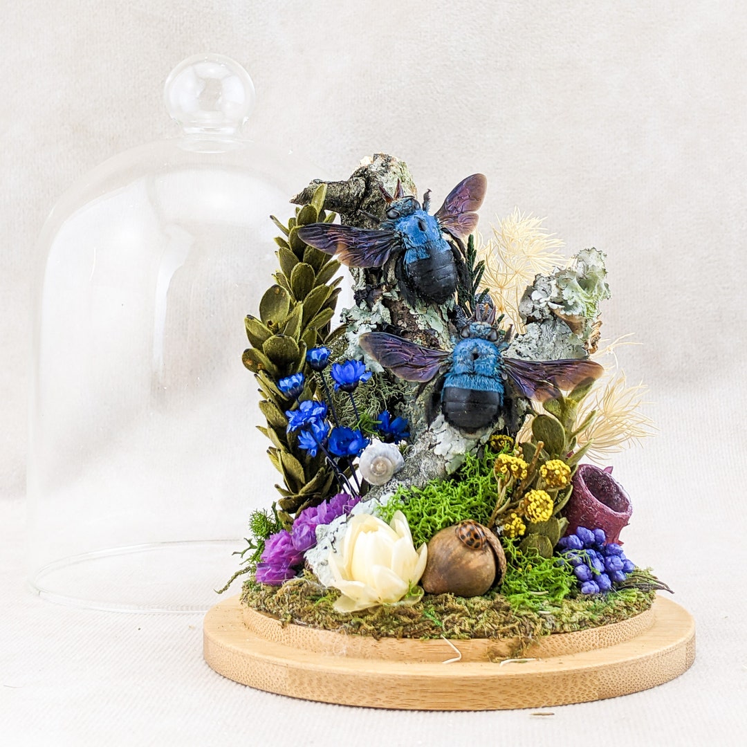 2 Blue Carpenter Bee Glass Dome Display Oddities Decor Entomology ...