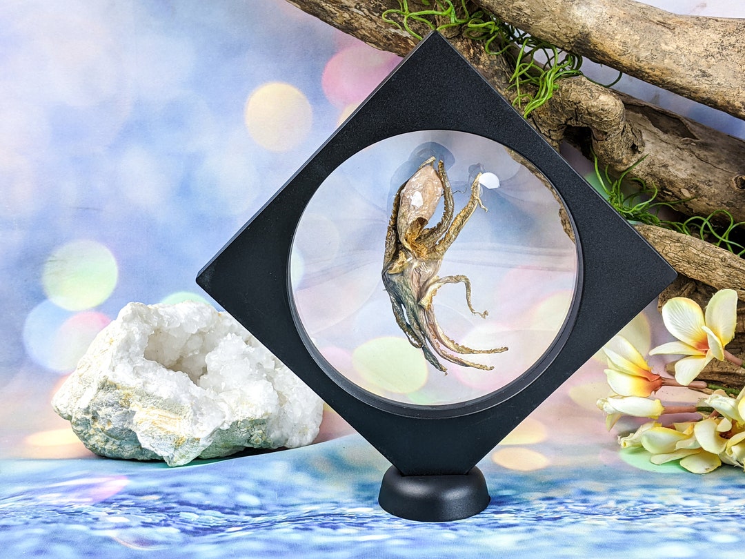 Octopus Floating Display Taxidermy Curiosities Oddities Collectible ...