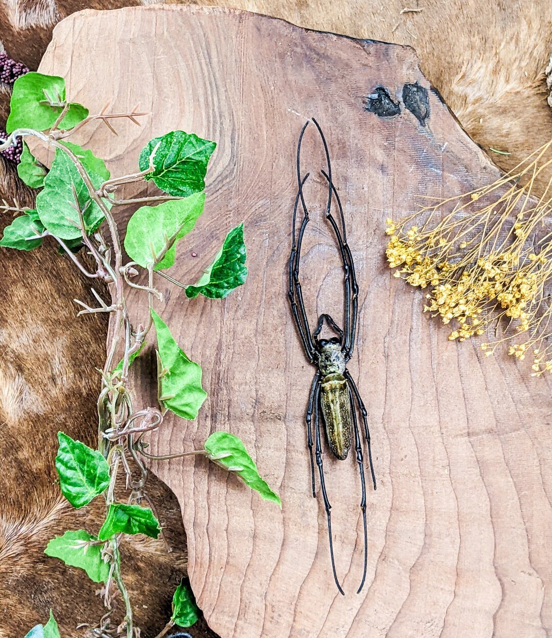 Orb-weaver Spider Specimen ONE ONLY Giant Nephila Pipipes Taxidermy ...