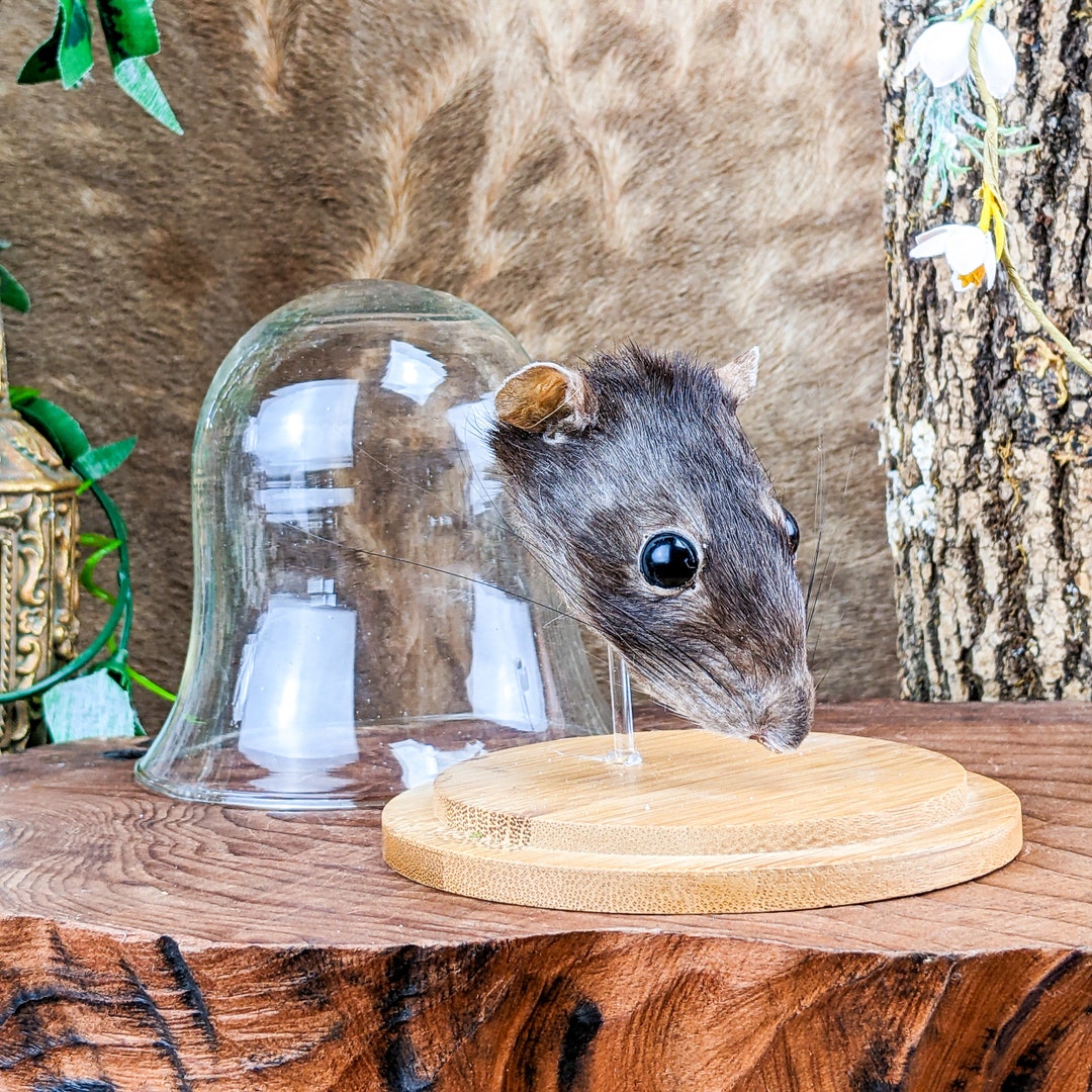 Rat Head Glass Dome Display Taxidermy Oddities Curiosities Home Decor ...