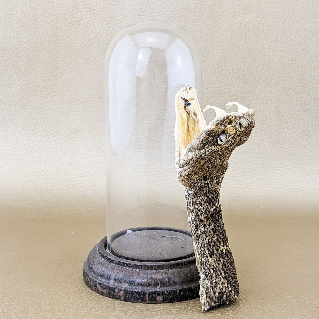 V32a Rattlesnake Snake Head Glass Dome Display Taxidermy Oddities ...