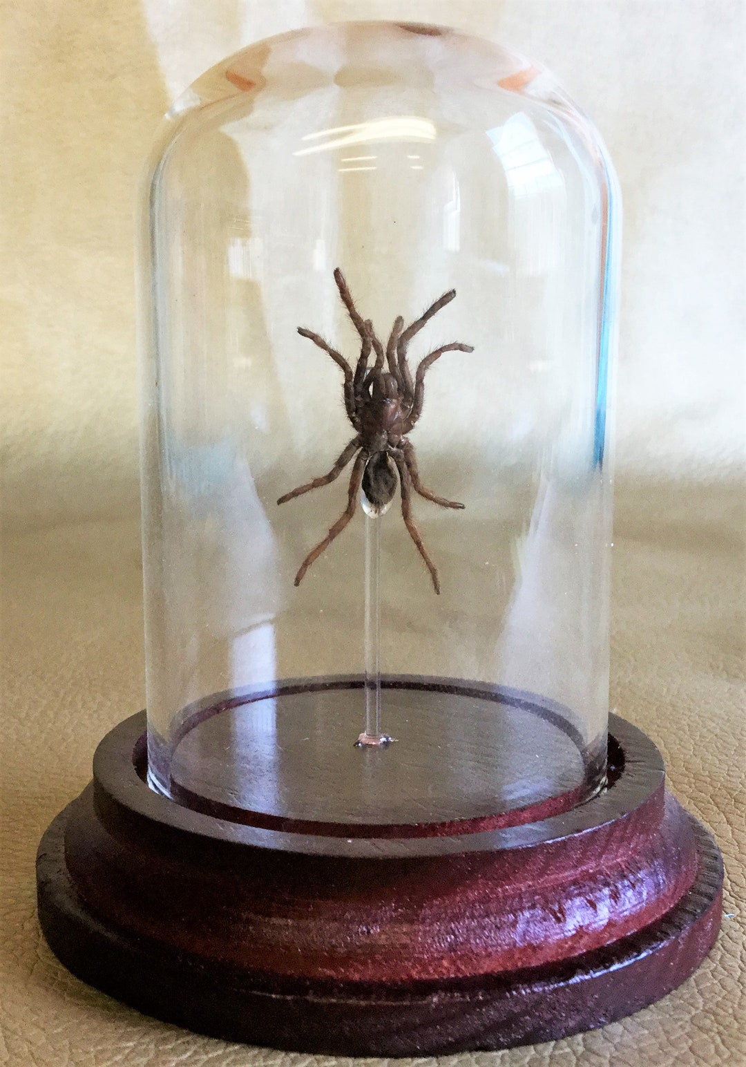 Tarantula Baby 'bird Eating' Spider Glass Dome Display Collectible ...