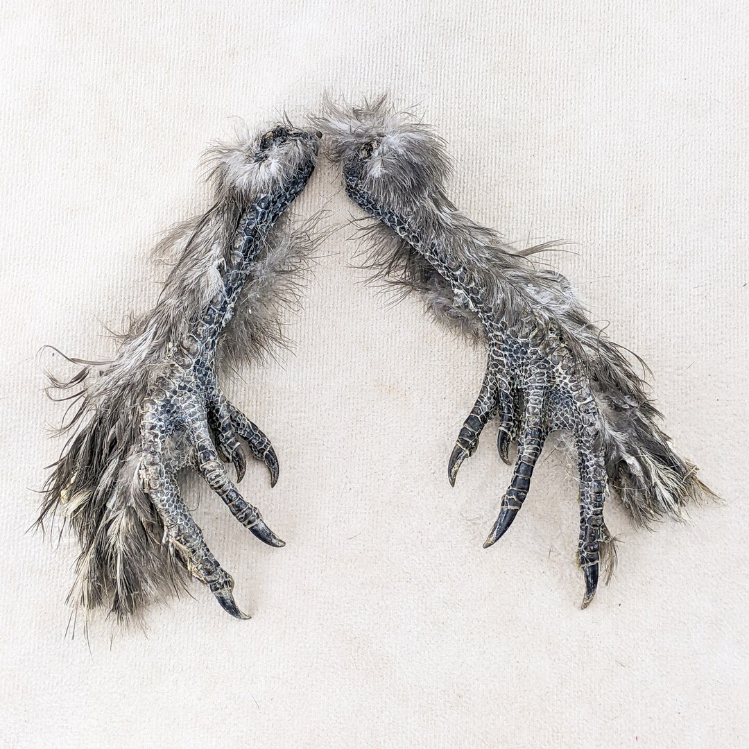 5 Toed Feathered Chicken Feet Taxidermy Curiosities Oddities Crafts ...