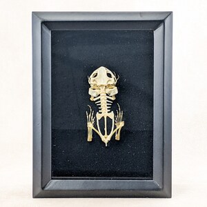 E19 Taxidermy Frog Skeleton Framed Black on Black Boie's Wart Frog Shadowbox Collectible ...