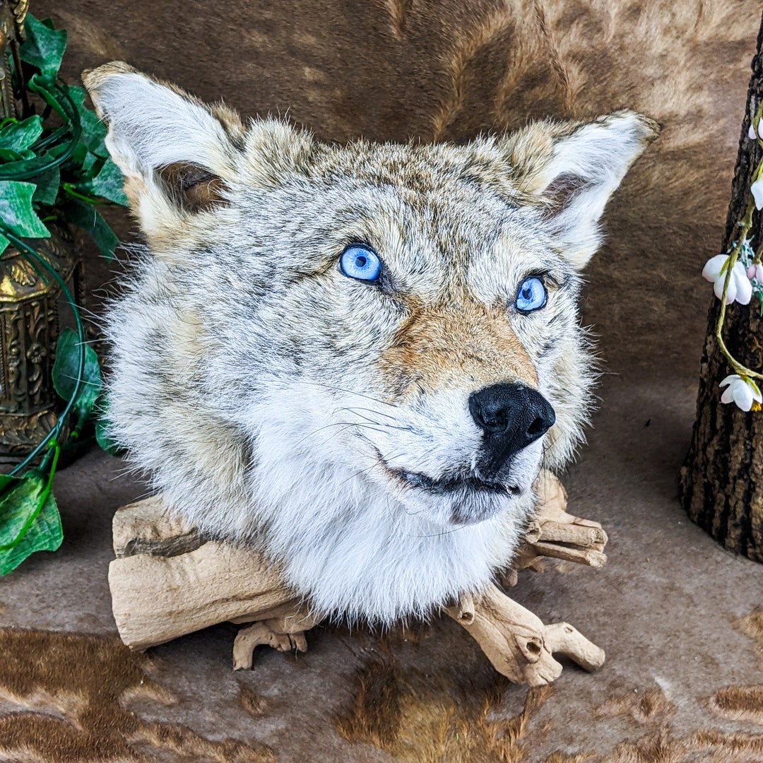 Prairie Wolf Coyote Head Mount Taxidermy Oddities Curiosities Display ...