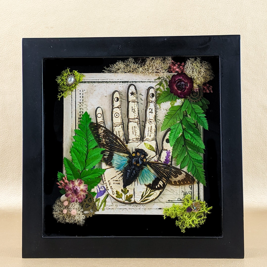 Tosena Splendida Cicada Shadowbox Display Entomology Taxidermy Oddity ...