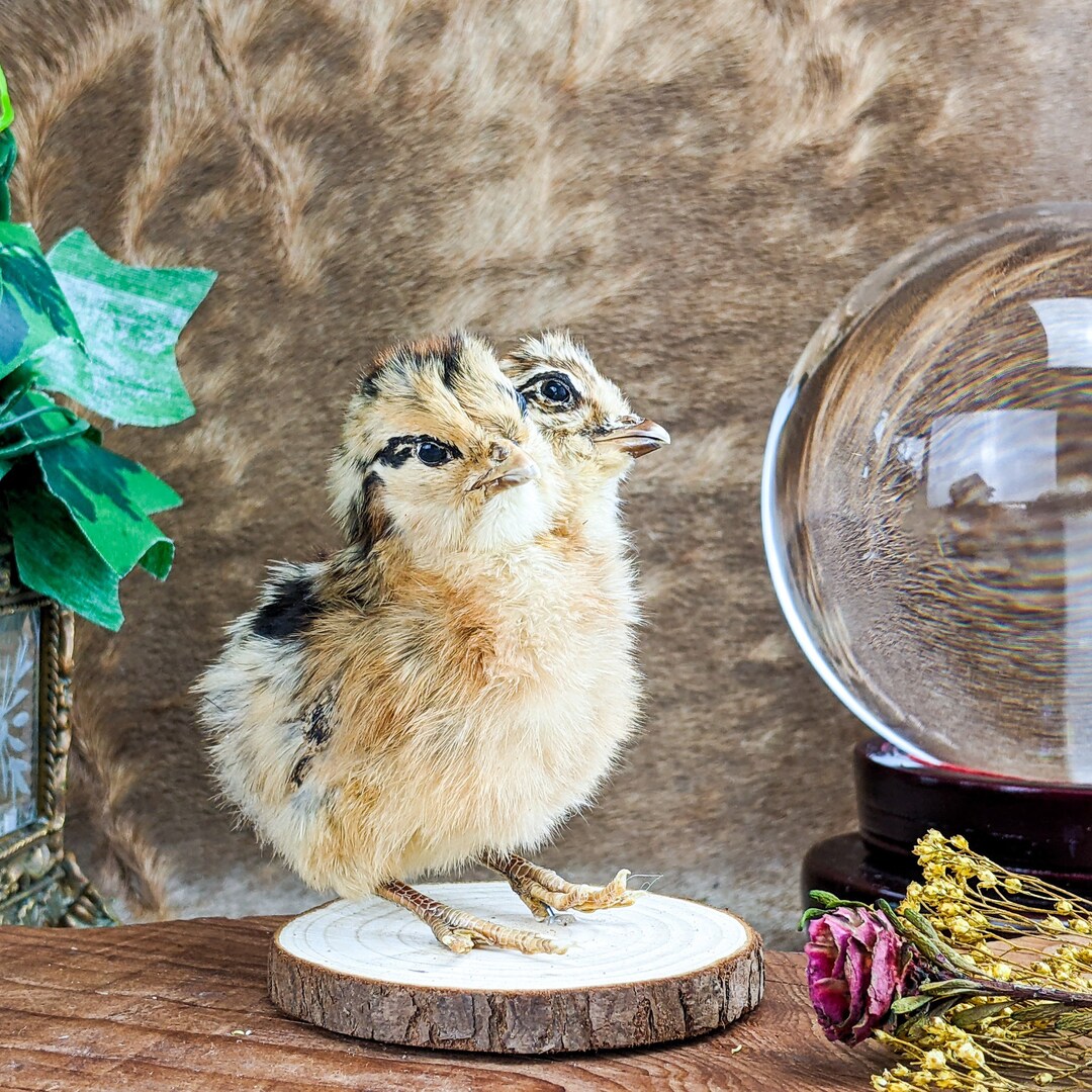 R30H DK 2 Headed Chicken Taxidermy Dsply Chick Bizarre Gaff - Etsy