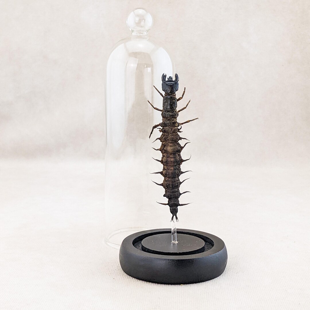 Dobsonfly Centipede Mimic Larva Acanthacorydalis Fruhstorferi Insect ...