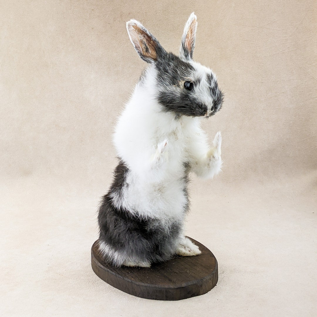 Bunny Rabbit Flipping off Anthropomorphic Taxidermy Oddities ...