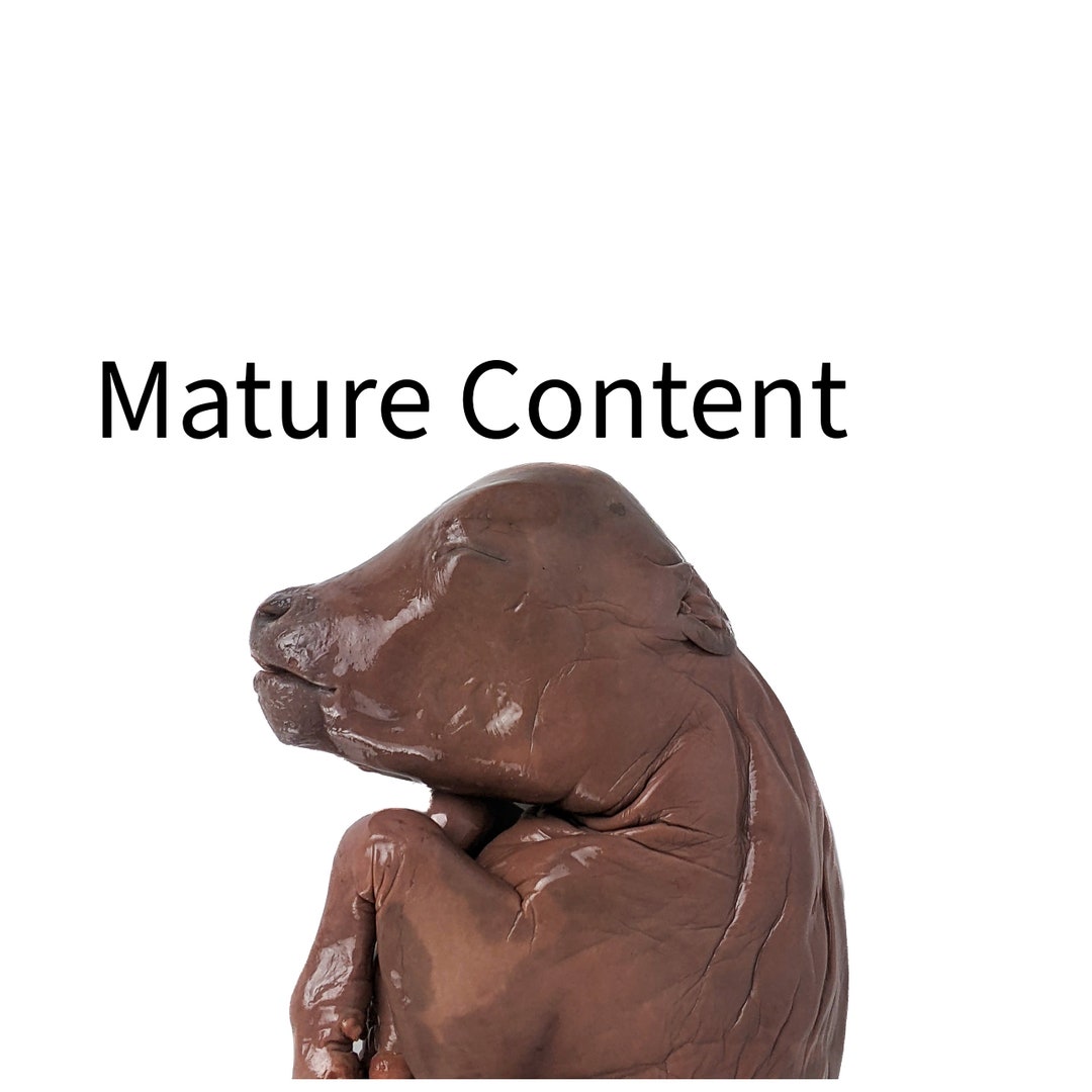 COW Embryo Fetus 2 Wet Specimen Oddities Curiosities Preserved Display ...