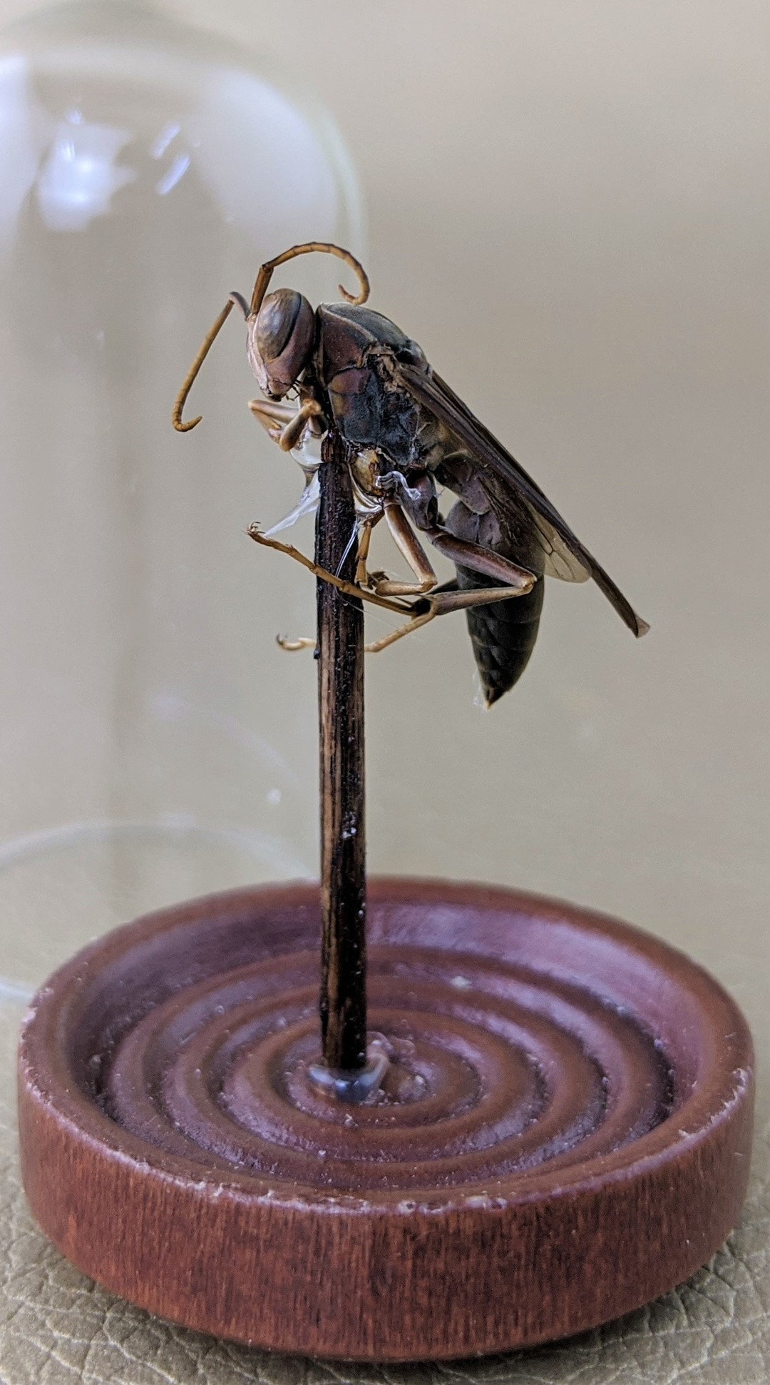 D17 One Mahogany Wasp Glass Dome Display Specimen Taxidermy Oddities ...