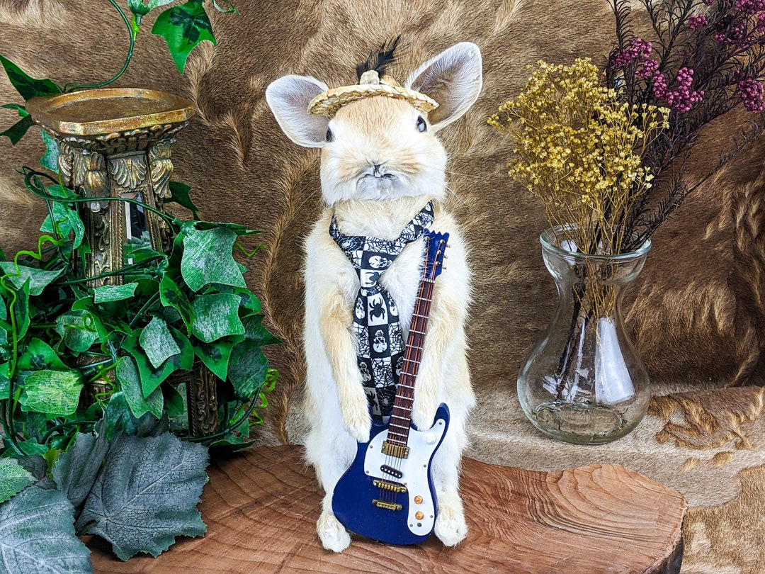Z27a Bunny Rabbit Guitar Playing Taxidermy Oddities Curiosities ...