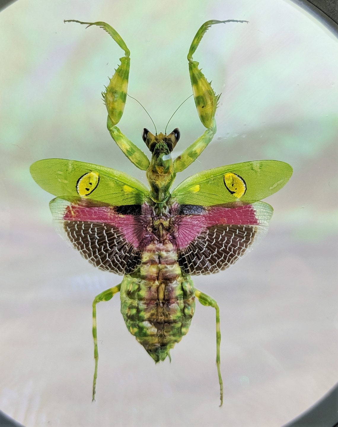 G79g Taxidermy Entomology Jewel Mantis Framed display | Etsy