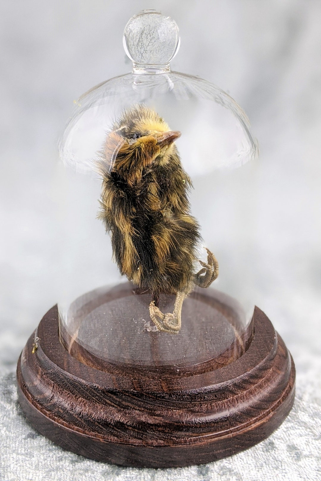 O11 Sale Dancing Quail Chick Showcased in Glass Dome Display Taxidermy ...