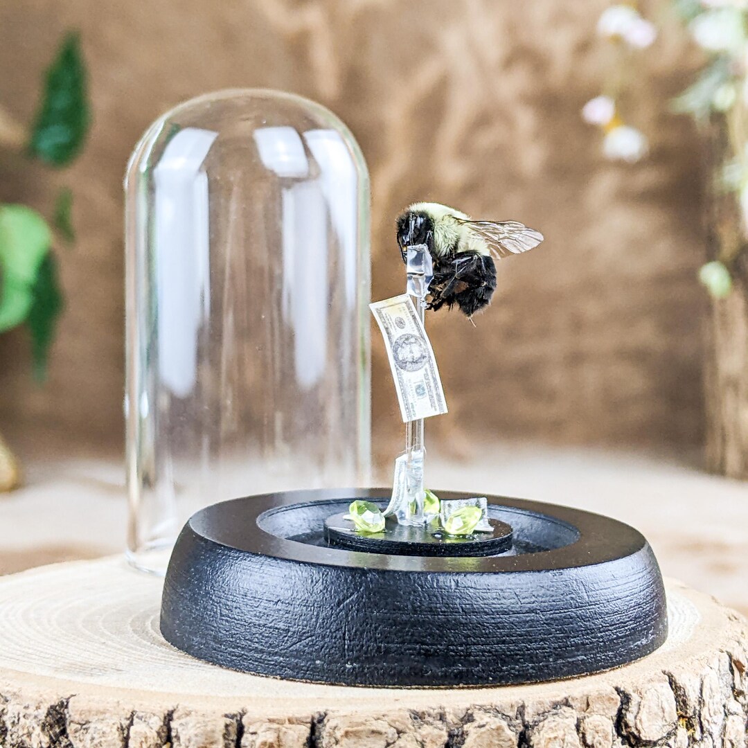 Buzz-worthy Burlesque Bumble Bee on Miniature Stripper Pole in Glass ...