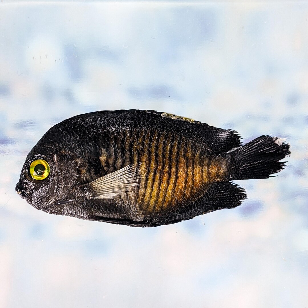Red Striped Angelfish Specimen Taxidermy Oddity Collectible Aquarium ...