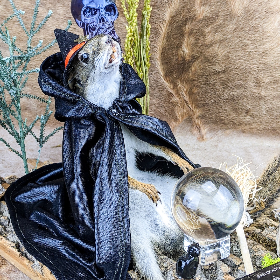 Br25 Squirrel Witch Lg Display Oddities Curiosities Collectible Creepy ...