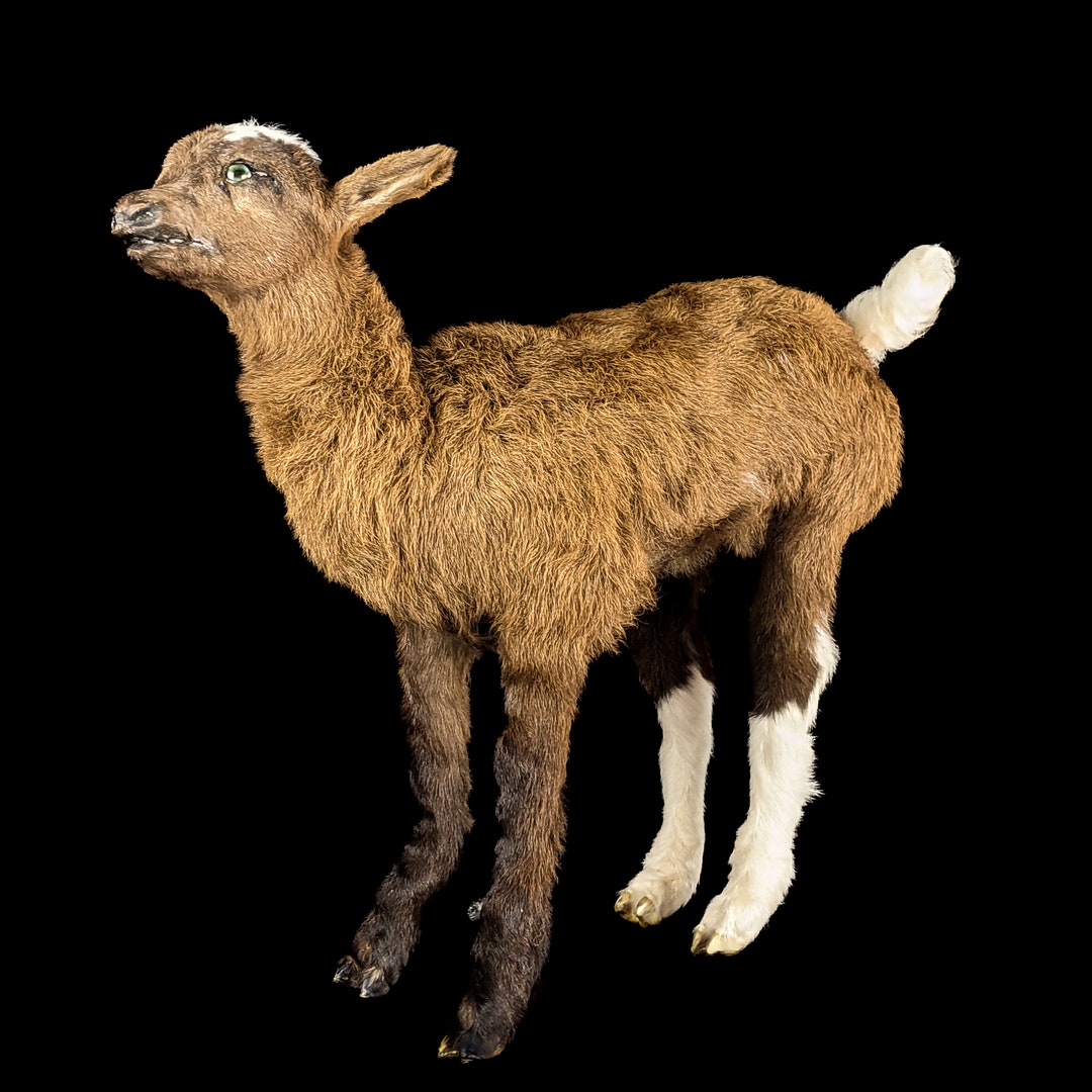 Katahdin Sheep Ewe Lamb Taxidermy Oddity Curiosities Specimen ...