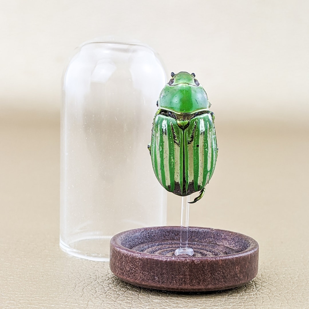 Chrysina Gloriosa Iridescent Beetle Insect Specimen Entomology ...