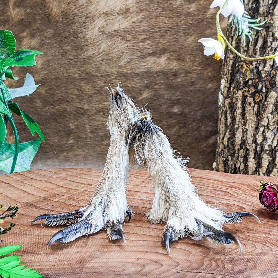 Sharpe Tailed Grouse Bird Standing Spread Feet Taxidermy Oddity ...