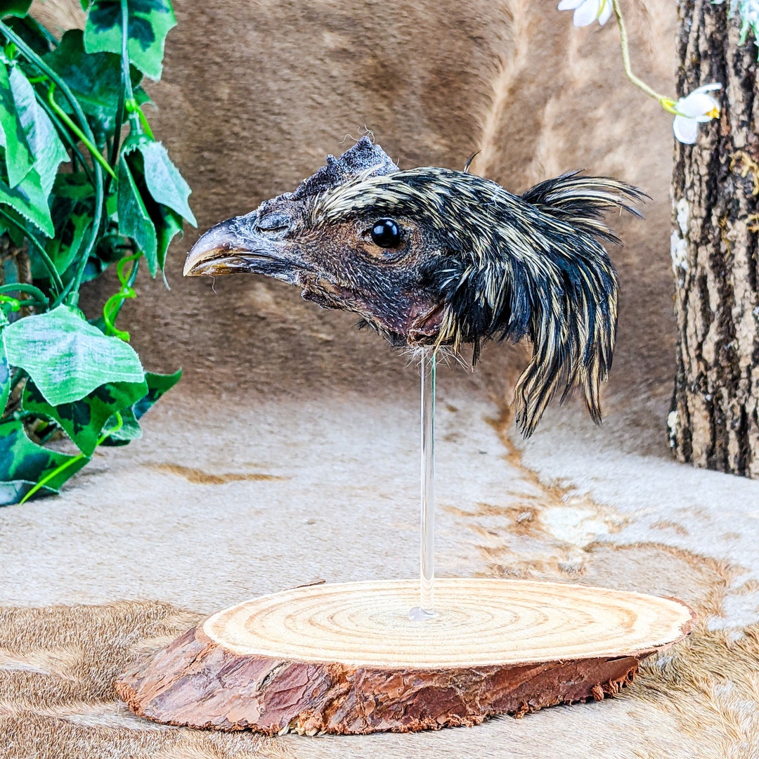 Chicken Head Mount Display Taxidermy Chick Bird Preserved Specimen Farm ...