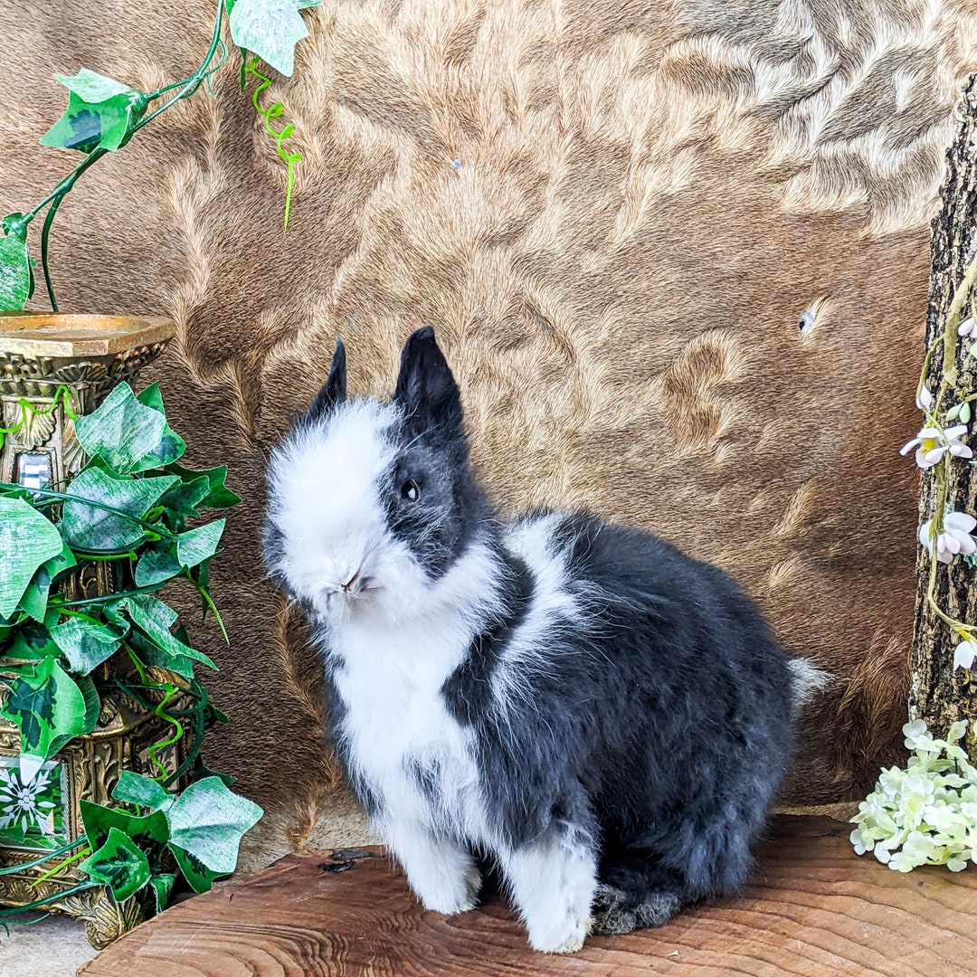 Baby Bunny Rabbit Collectible Display Taxidermy Oddities Curiosities ...