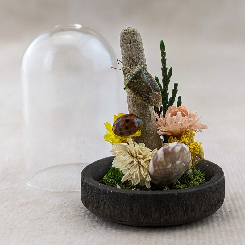 Green Stink Bug Dome Display Miniature Victorian Oddities Curiosities ...