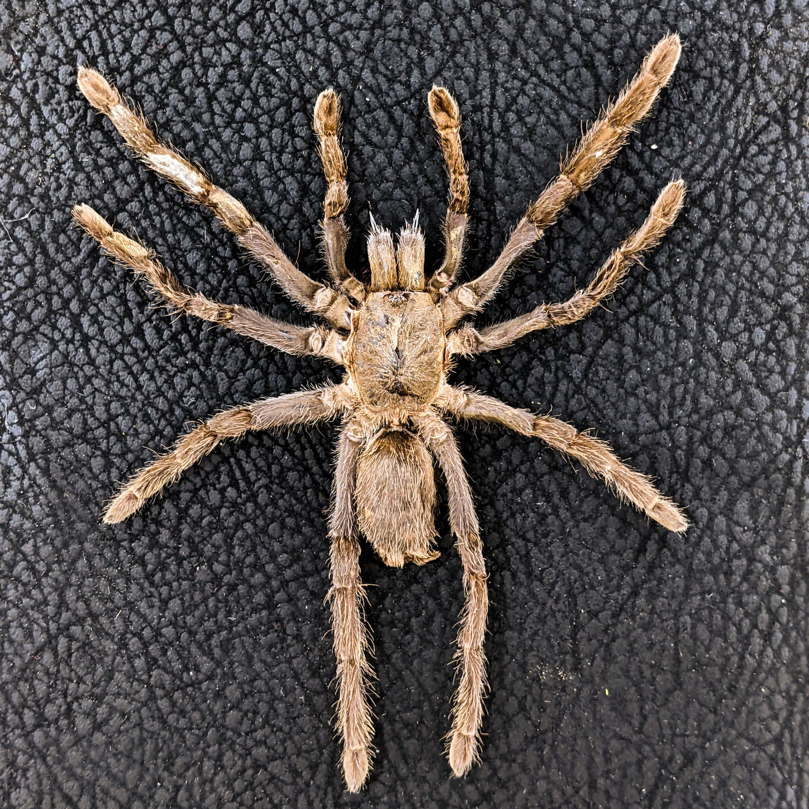 Tarantula Spider Arachnid Collectible Shadowbox Entomology Taxidermy ...